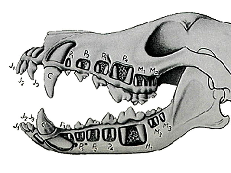 Zahnheilkunde - Kleintierpraxis am Uhlenhorst